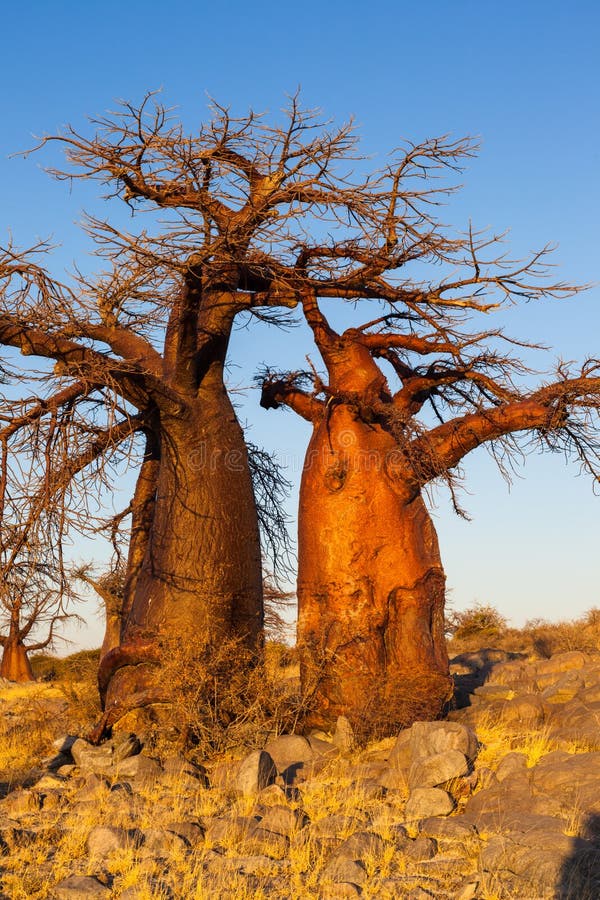 Baobab trees at sunrise stock photo. Image of nature - 87280044