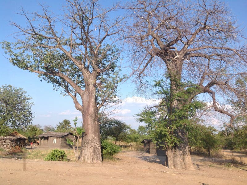Baobab Trees stock photo. Image of madagascar, branches - 42864248
