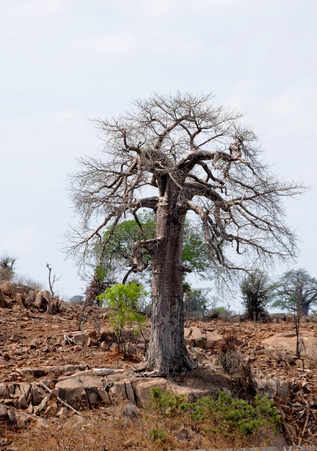 The San Call it the Upside Down Tree Stock Photo - Image of ecology ...