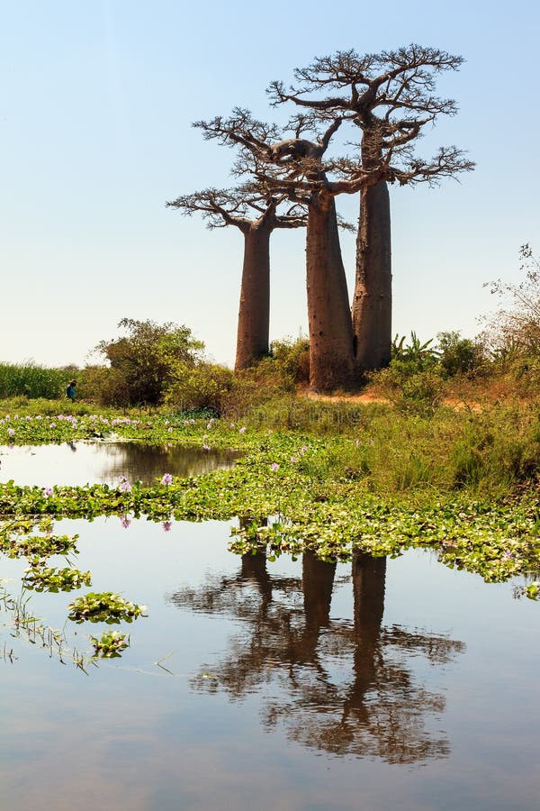 Baobab water stock photo. Image of avenue, plant, endemic - 48044714