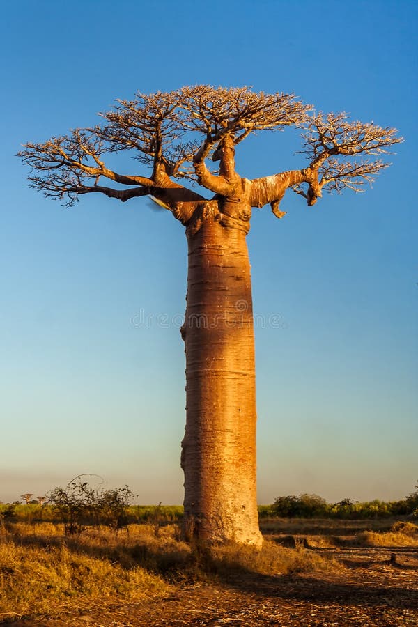 Baobabbaum stockbild. Bild von sand, savanne, berühmt - 170289141
