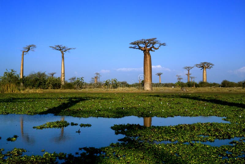 De boom van de baobab stock afbeelding. Image of borstel - 23471471