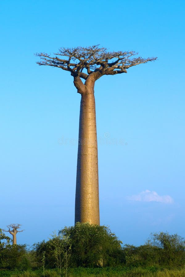 De boom van de baobab stock afbeelding. Image of borstel - 23471471