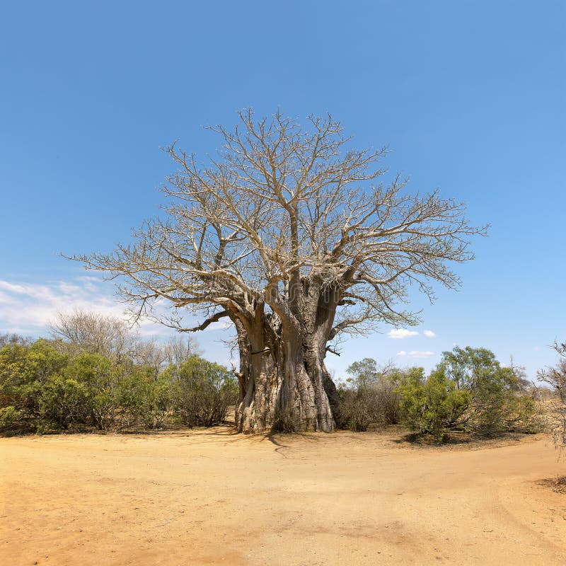 Grote Glencoe Baobab - Boom Stock Afbeelding - Image of groen, gras ...