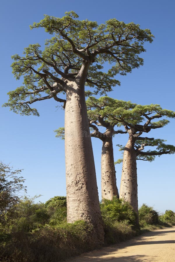 Baobabs stock image. Image of africa, baobab, tropical - 27550399