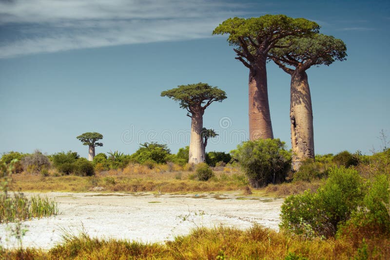Baobabs stock photo. Image of large, ancient, tree, plant - 45650446