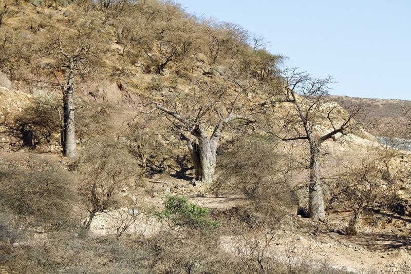 Baobabs in Jebel Samhan, Sultanate of Oman Stock Photo - Image of ...