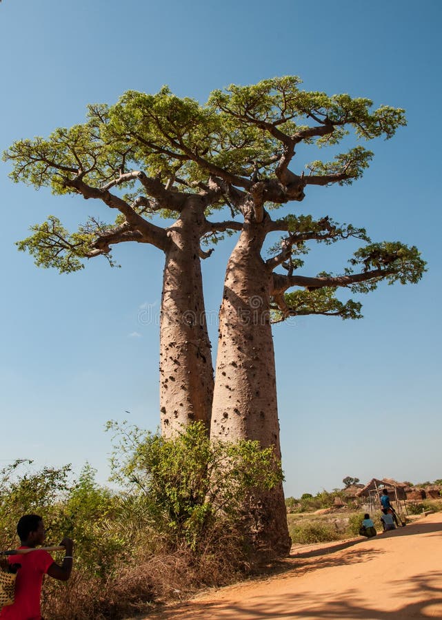Enorma Baobabs, Morondava, Menabe Region, Madagascar Fotografering för ...