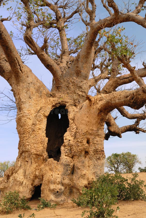 Baobab tree stock image. Image of branches, funky, growth - 9700523