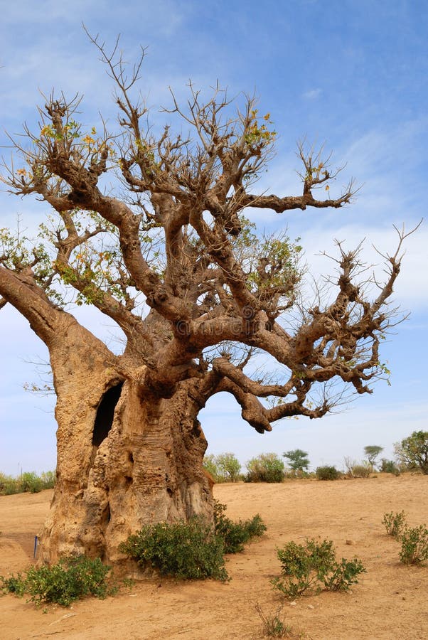 De Afrikaanse Boom Van De Baobab (digitata Adansonia) Stock Afbeelding ...