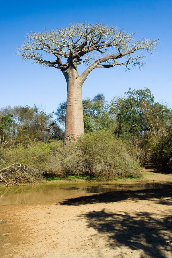 Baobab tree and savanna stock photo. Image of africa - 25138238