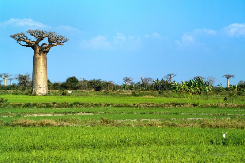 Baobabs Tree Landscape on the Sky Stock Image - Image of landscape ...