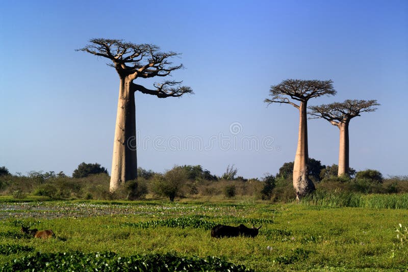 Baobabs Tree Landscape on the Sky Stock Image - Image of people ...