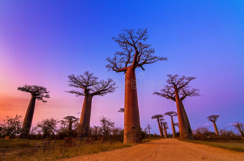 Coucher Du Soleil Du Madagascar De Baobabs Photo stock - Image du ...