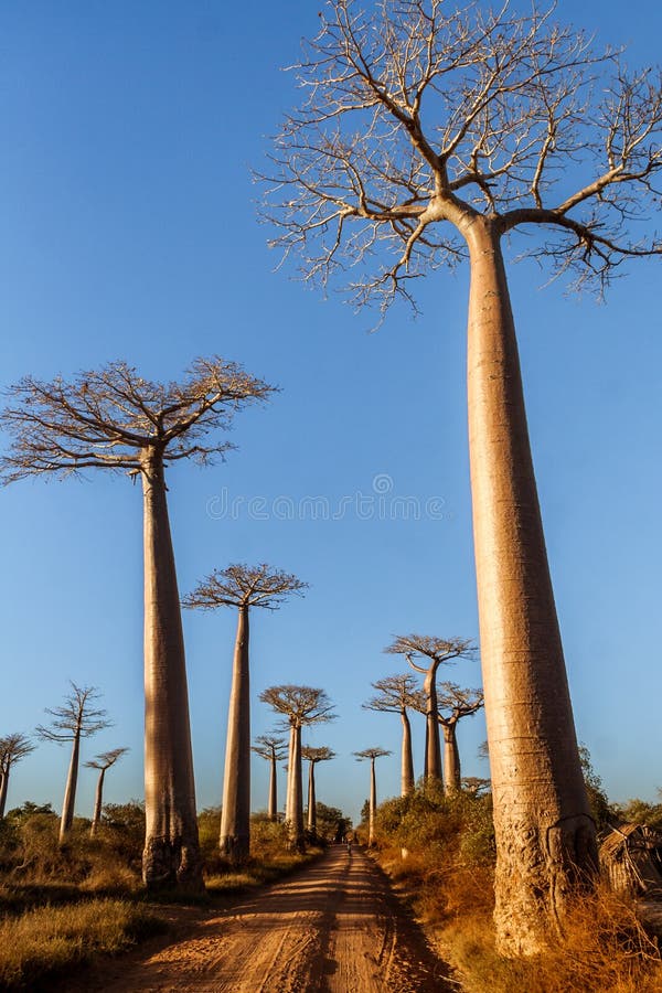 Baobabu las Madagascar obraz stock. Obraz złożonej z endemiczny - 113170951