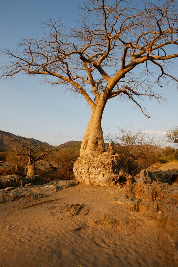 331 African Tree Roots Stock Photos - Free & Royalty-Free Stock Photos ...