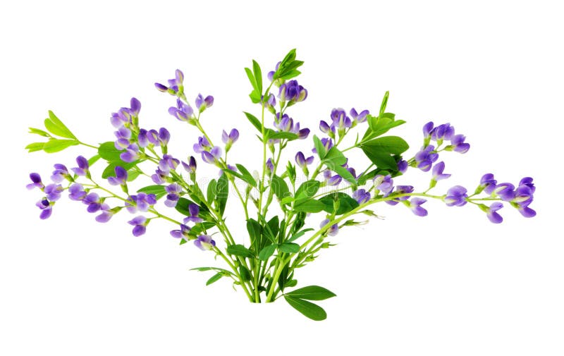 Baptisia bundle stock photo. Image of australis, color - 5566472