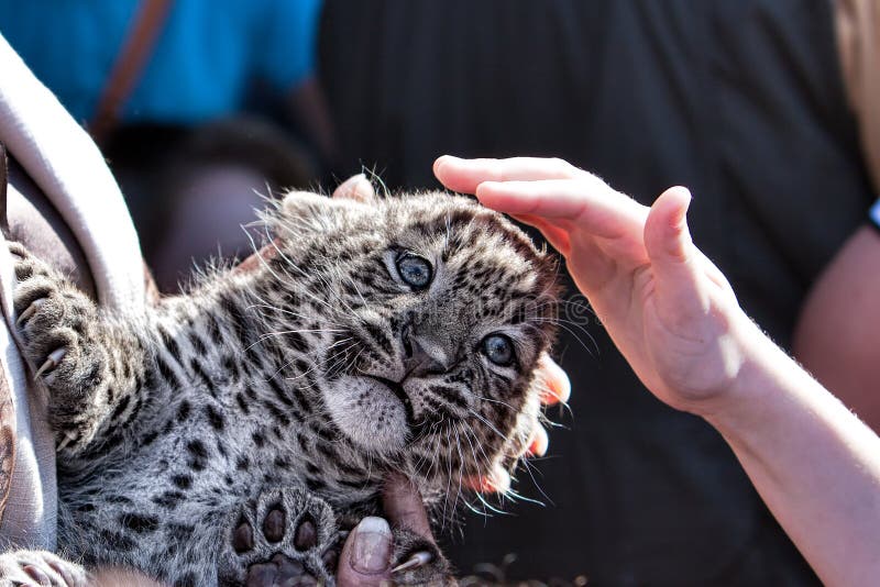 Young leopard with hand stock photo. Image of hand, female - 29728436
