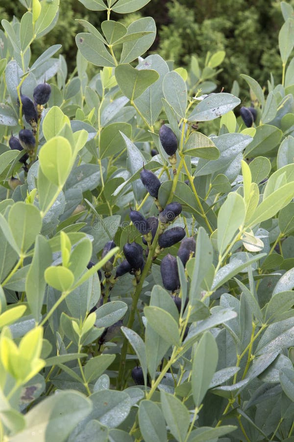 Baptista stock photo. Image of leaves, baptista, leaf - 58317746