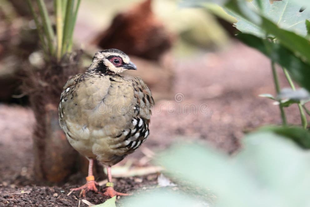 Bar-backed partridge stock photo. Image of partridge - 372919720