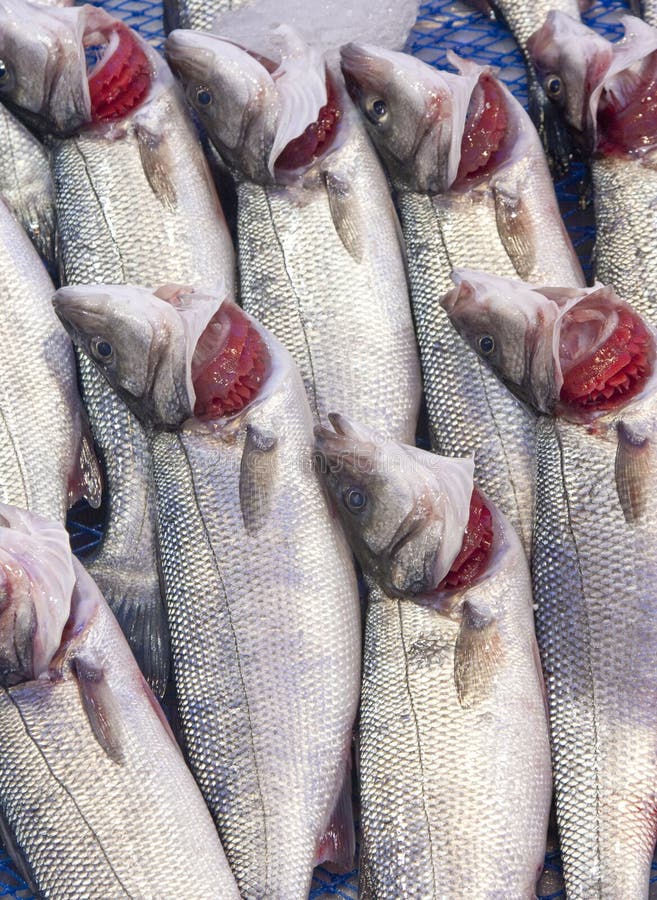 Bar de mer image stock. Image du organique, argent, basse - 16517021