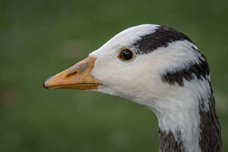 Bar head goose stock photo. Image of single, orange, profile - 98613244