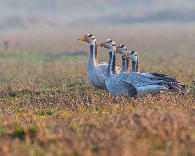 Bar-headed Geese (anser Indicus) in the Field Stock Image - Image of ...