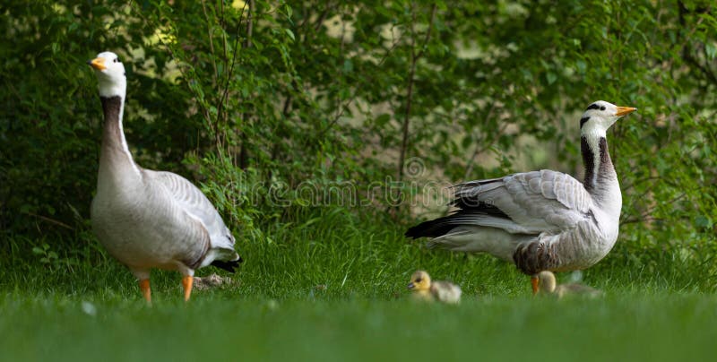 Bar-headed Geese in the Green Field Stock Image - Image of couple ...