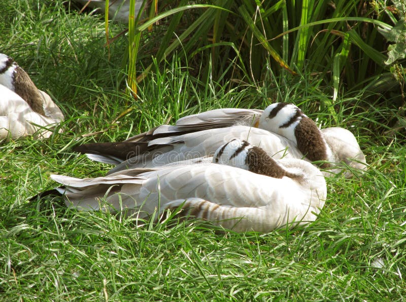 Bar-headed geese sleeping stock image. Image of together - 60664123