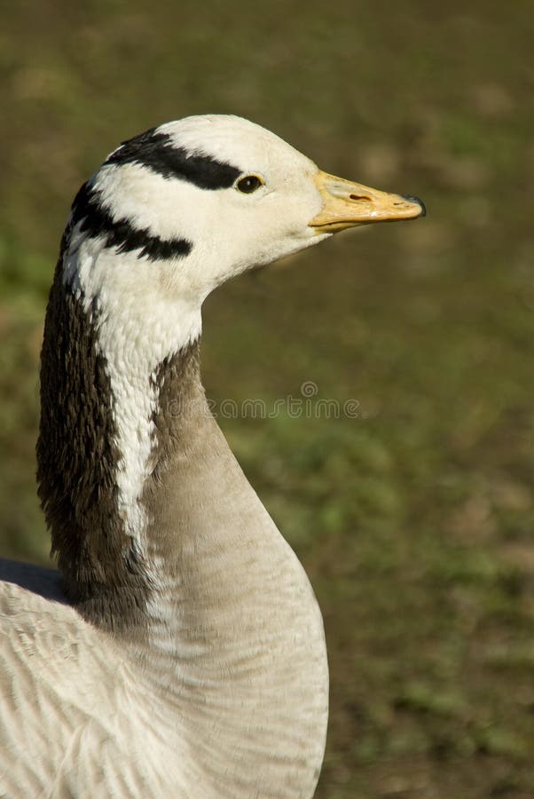 Bar-headed goose stock image. Image of england, playing - 41538329