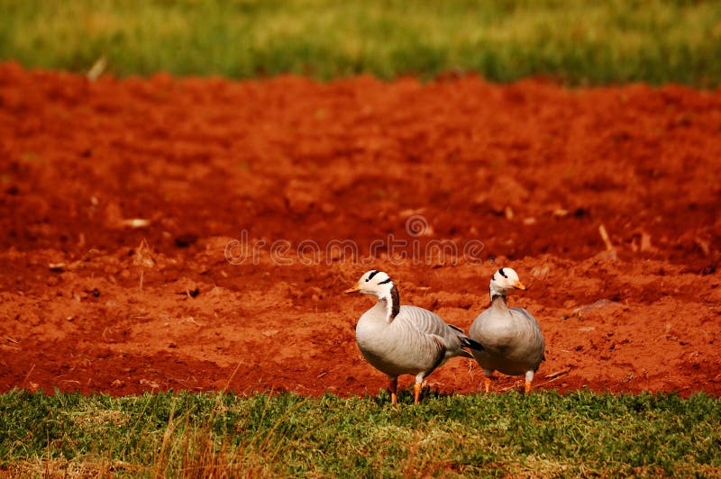 Bar-headed Goose stock image. Image of headed, yunnan - 6495219