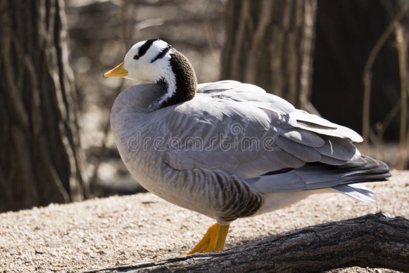 Bar-headed goose stock image. Image of england, playing - 41538329