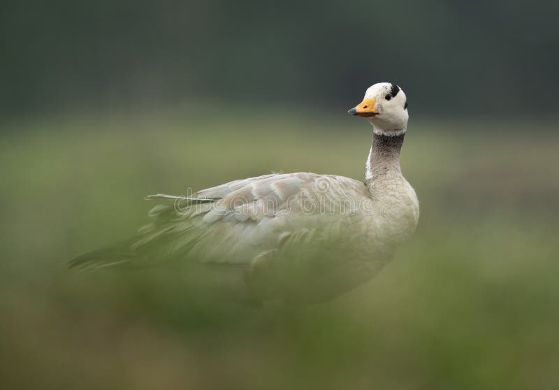 A Bar-headed Goose at Bhigwan Bird Sanctuary, India Stock Photo - Image ...