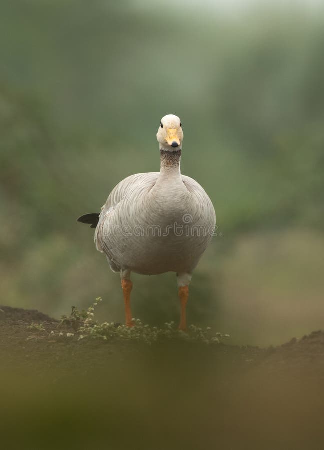 Bar-headed Goose at Bhigwan Bird Sanctuary, India Stock Image - Image ...
