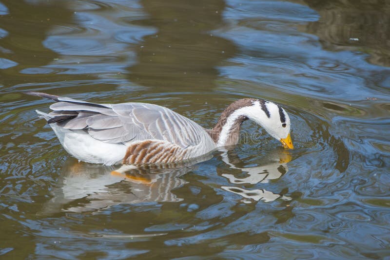 Bar-headed Goose, bird stock photo. Image of isolated - 254263004
