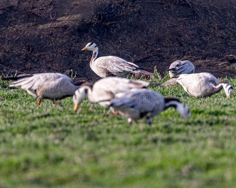 Bar Headed Goose in a Field Stock Photo - Image of feather, lawn: 259594024