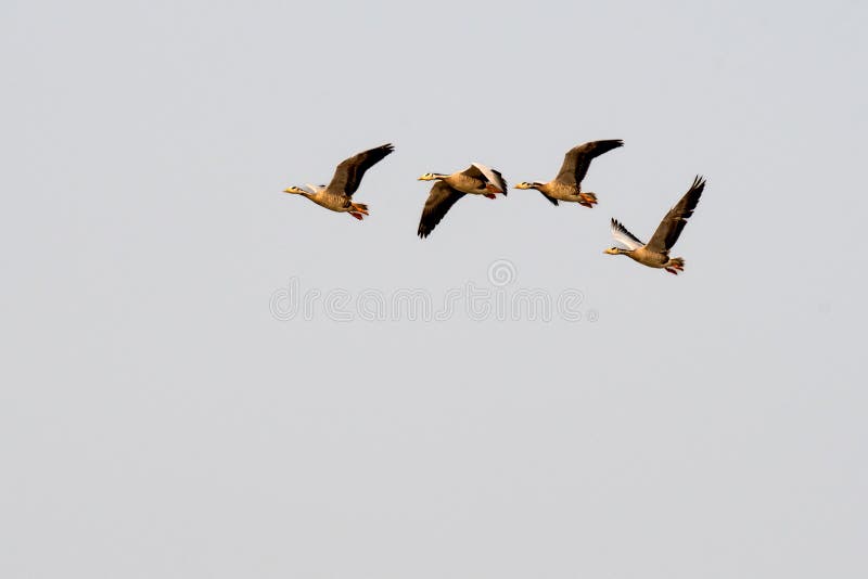Bar Headed Goose in flight stock photo. Image of adventure - 299015438