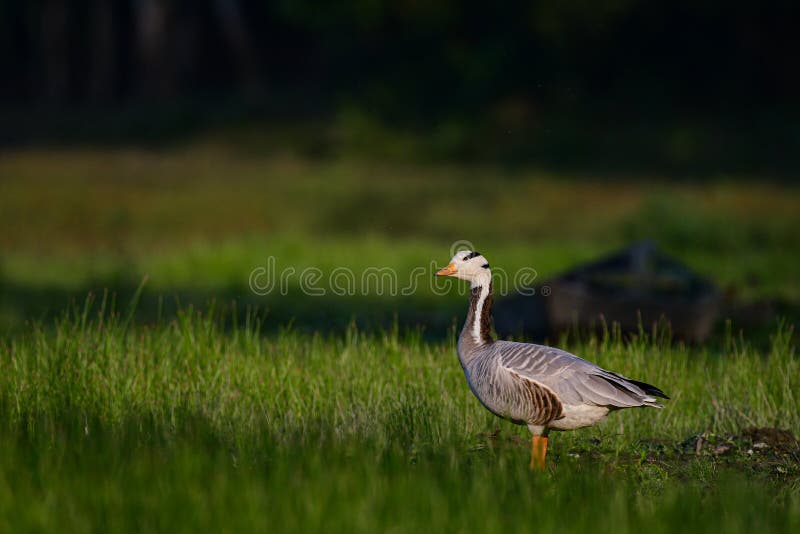 Bar Headed Goose Geese stock photo. Image of bird, habitat - 256952560