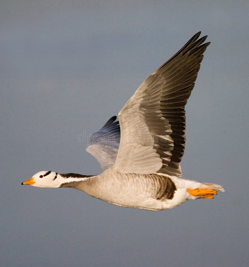 Bar-headed Goose, Indische Gans, Anser Indicus Stock Image - Image of ...