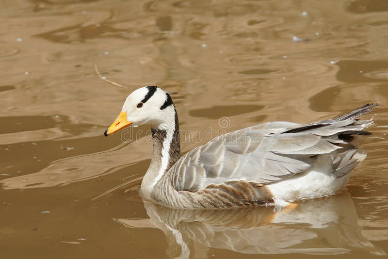 Barhead Geese Stock Photos - Free & Royalty-Free Stock Photos from ...