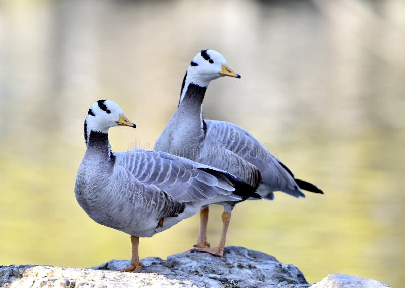 Bar-headed Goose stock photo. Image of wild, wildlife - 52870362