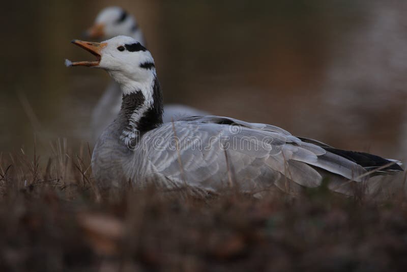 Bar Headed Goose Warning or Shouting Stock Image - Image of thieving ...