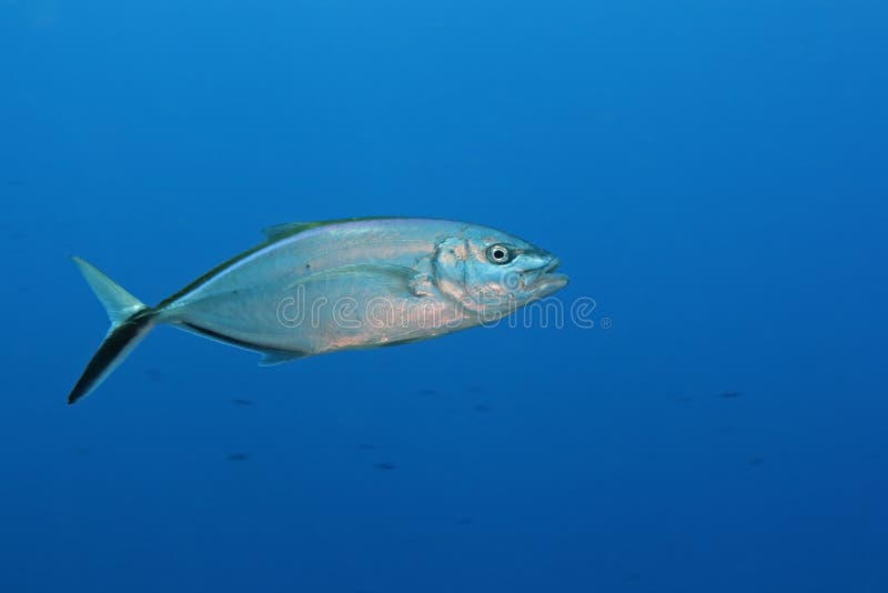 Bar Jack (Caranx ruber) stock image. Image of caranx, antilles - 8727267