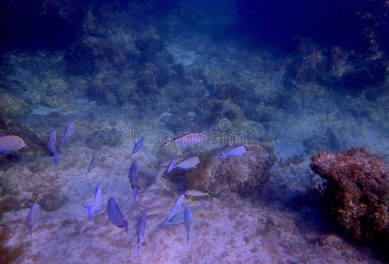 Bar Jack Fish Deep Water of Bahamas Reef Stock Image - Image of water ...