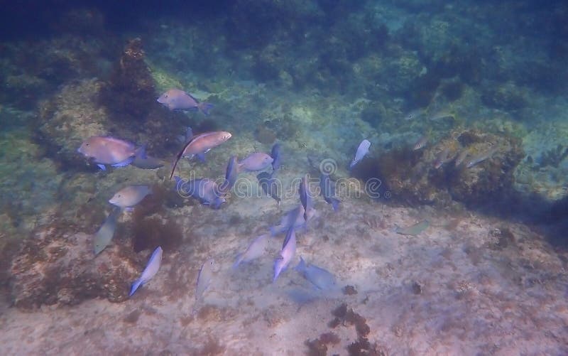 Bar Jacks Race Thru Bahamas Reef Stock Image - Image of jacks, reef ...