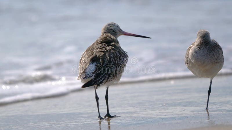 Bar-tailed Godwit birds stock video. Video of godwit - 344512515