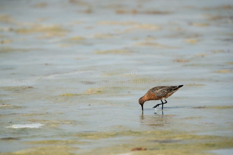 Bar-tailed Godwit in Breeding Plumage Feeding Stock Photo - Image of ...