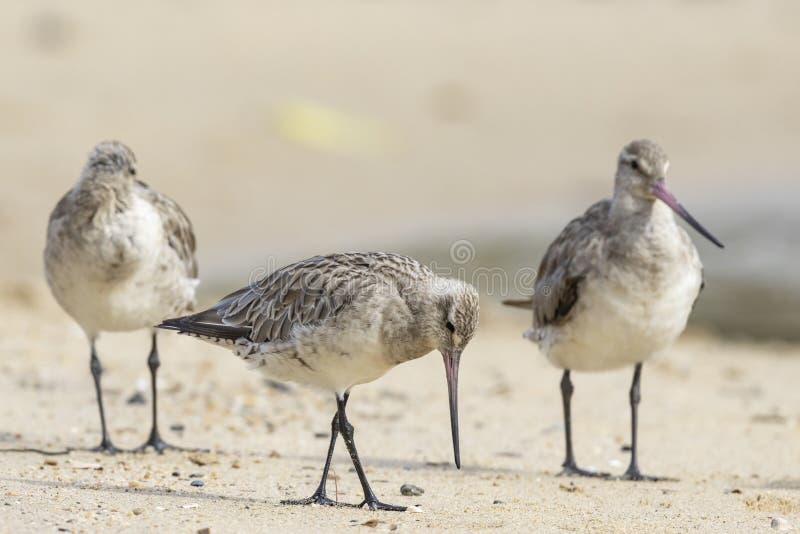 Bar-tailed Godwit stock image. Image of tailed, godwit - 262963309