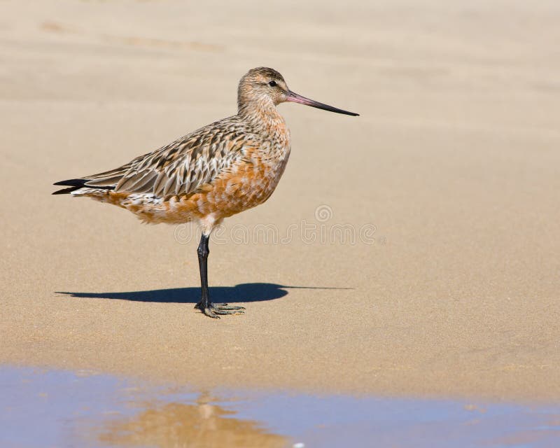 Bar-tailed Godwit Limosa Lapponica Stock Photo - Image of lapponica ...