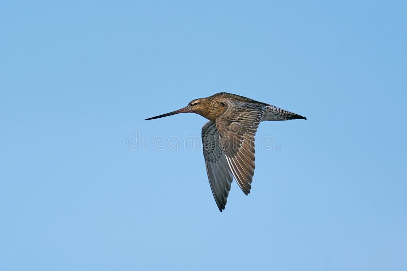 Bar-tailed Godwit Limosa Lapponica Stock Image - Image of scandinavia ...